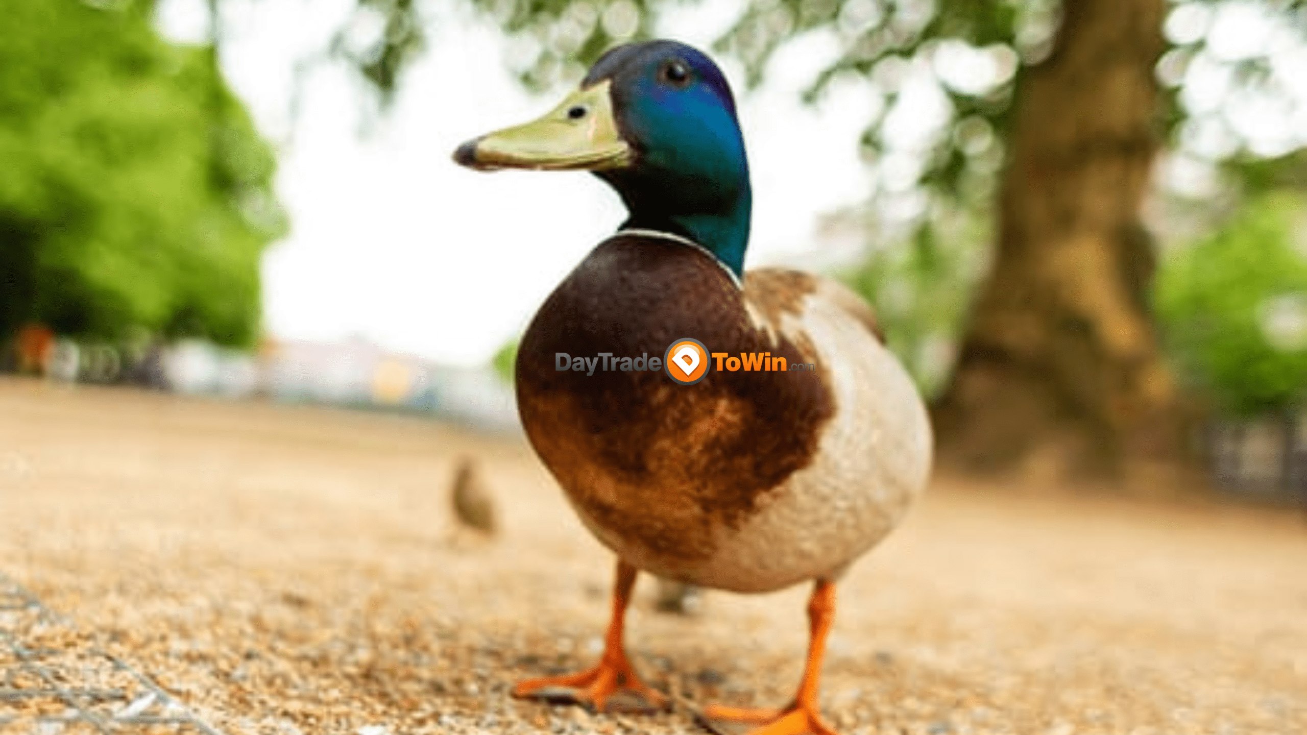 Why This Isn't Your Typical Bull Market: Unveiling the 'Duck' Market ...